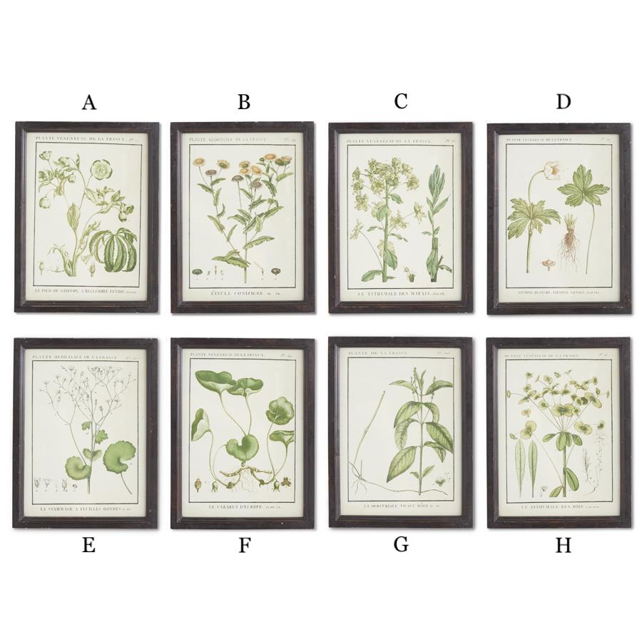 Leafy Botanical Print in Black Frame – The French Cottage