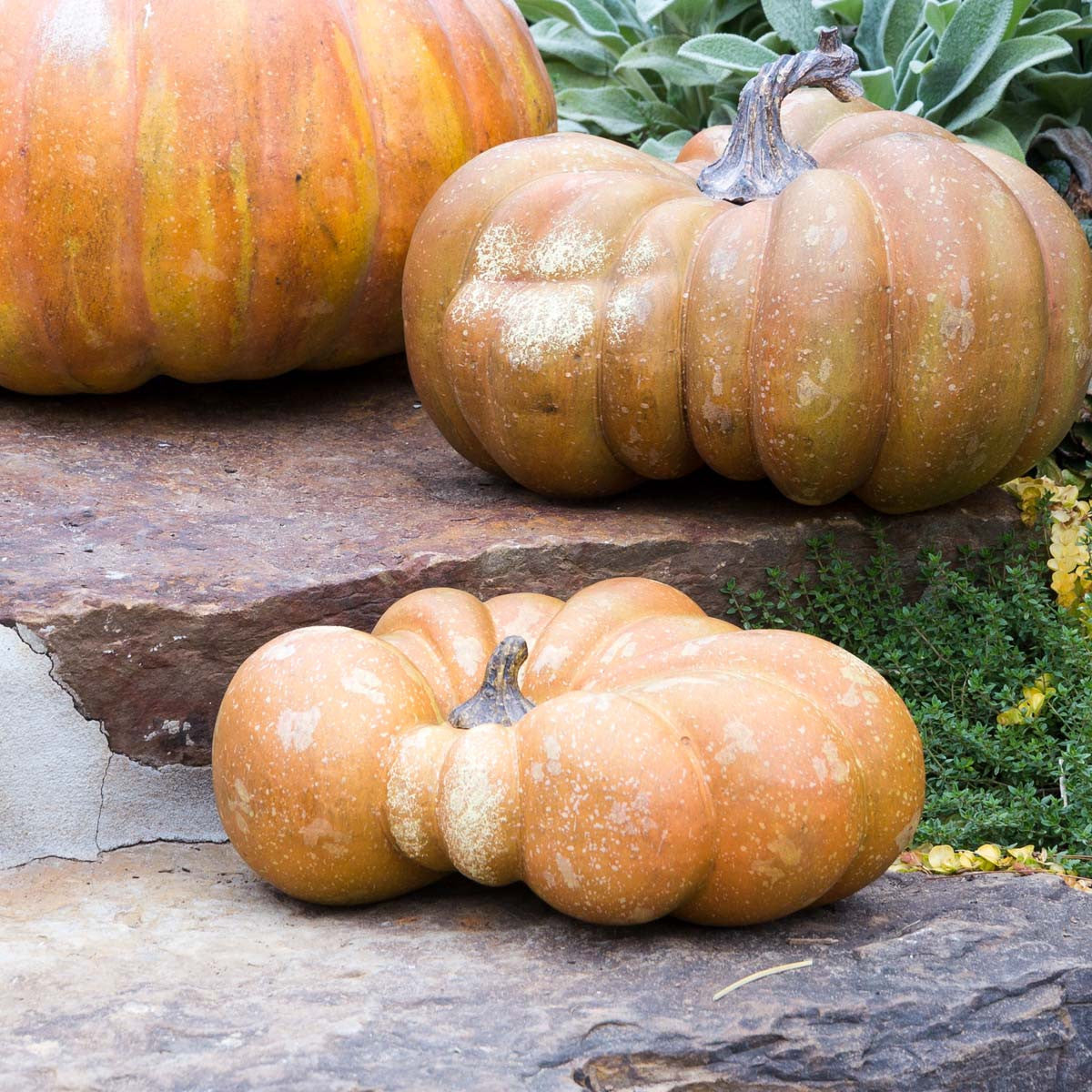 Flat Bottom Boy Pumpkin – The French Cottage
